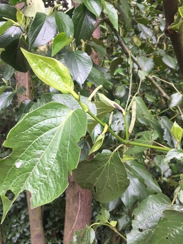 Piper barbatum Flower, Leaf, Care, Uses - PictureThis