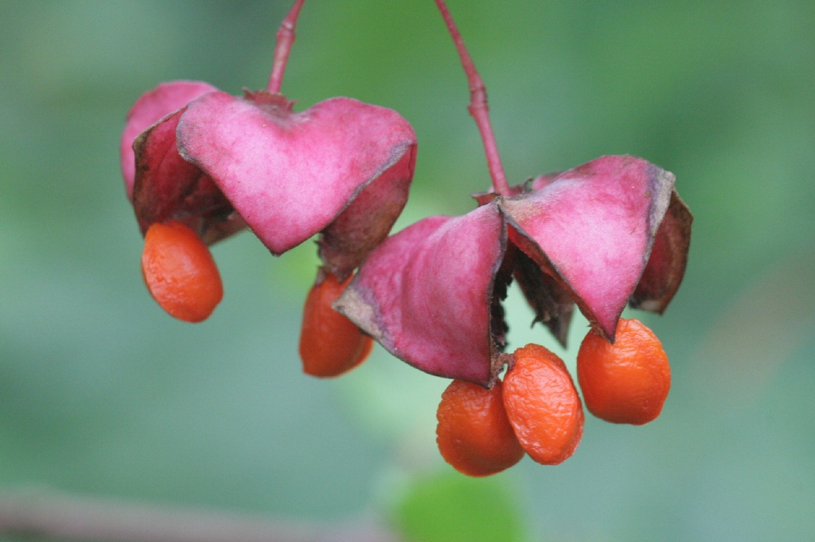 Bonetero de Hoja Ancha (Euonymus latifolius) - PictureThis