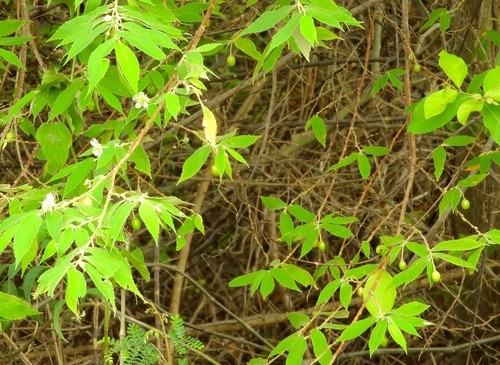 Chitató (Muntingia calabura) - PictureThis