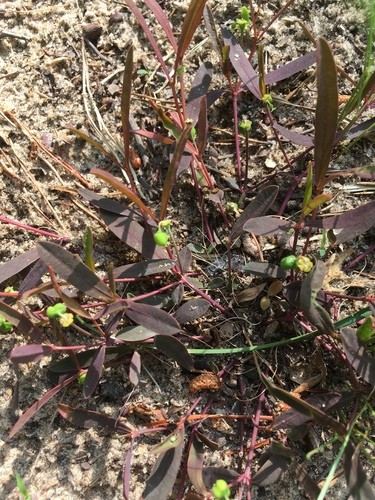 Euphorbia Ipecacuanhae Flower