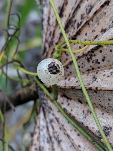 Laurel dodders (Cassytha) Flower, Leaf, Care, Uses - PictureThis
