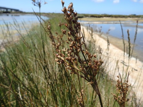 Junco de mar (Juncus maritimus) - PictureThis