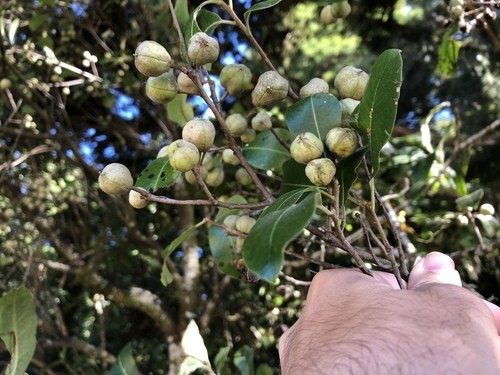 Pittosporum colensoi - PictureThis