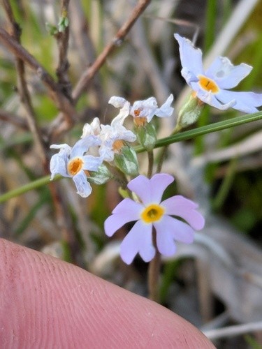 Primula mistassinica 照顧，種植，繁殖，開花時間 - PictureThis