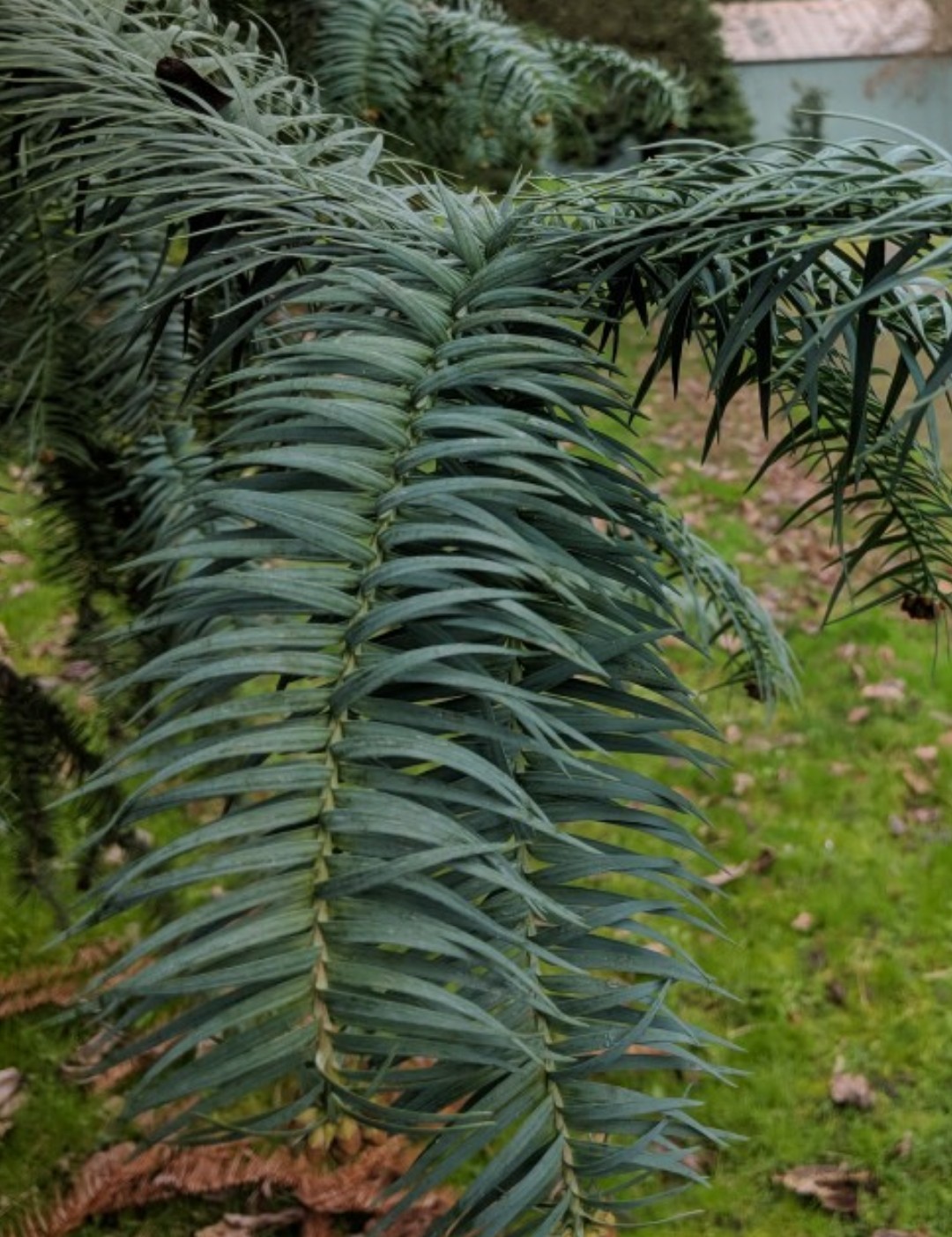 Cunninghamia (Cunninghamia lanceolata) - PictureThis