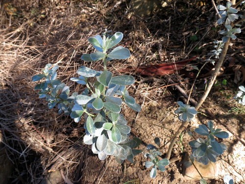 Satin bush (Podalyria sericea) Flower, Leaf, Care, Uses - PictureThis