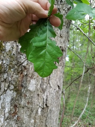 How To Identify Oak Tree Species In India By Leaf Sizes And Shapes ...