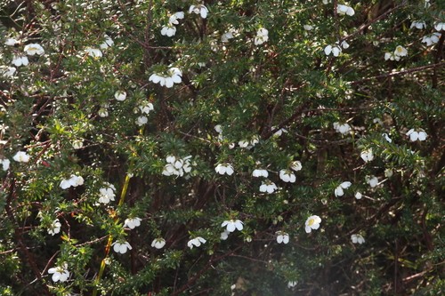 Bauera Flower, Leaf, Care, Uses - PictureThis