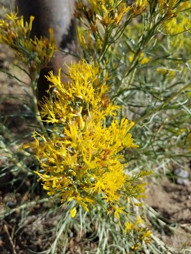 How to Plant and Grow Rubber rabbitbrush(Ericameria nauseosa)