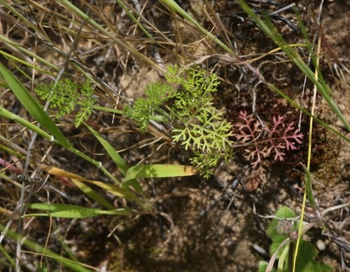 Yabea microcarpa - PictureThis