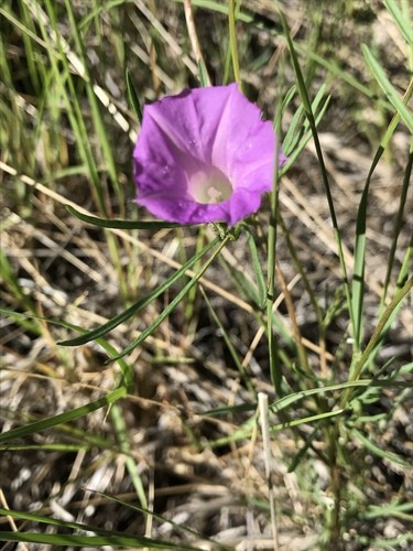 Llawar chonka (Ipomoea plummerae) - PictureThis