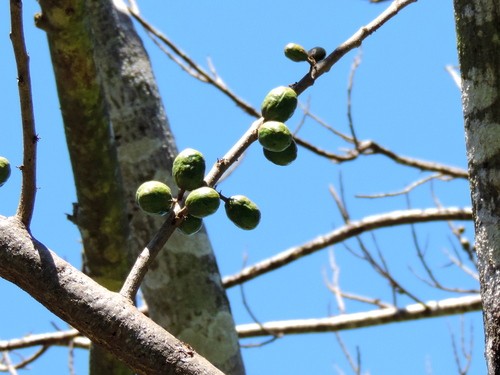 Jocote (Spondias purpurea) - PictureThis