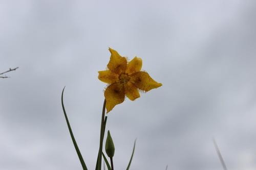 Calochortus barbatus Flower, Leaf, Care, Uses - PictureThis