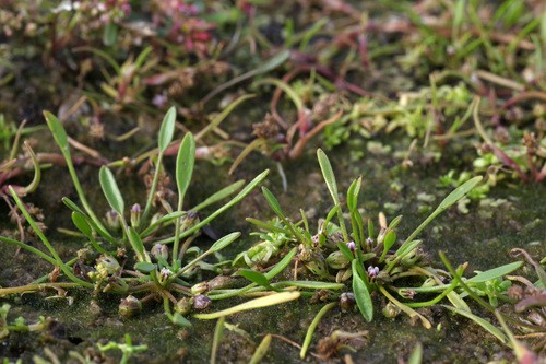 Limoselle aquatique (Limosella aquatica) - PictureThis