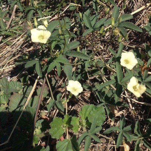 Distimake quinquefolius Flower, Leaf, Care, Uses - PictureThis