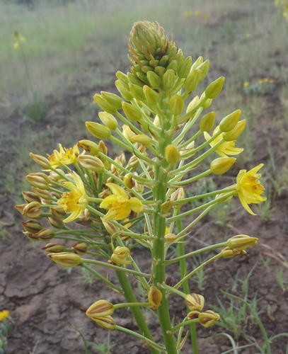 Bushy bulbine (Bulbine abyssinica) Flower, Leaf, Care, Uses - PictureThis