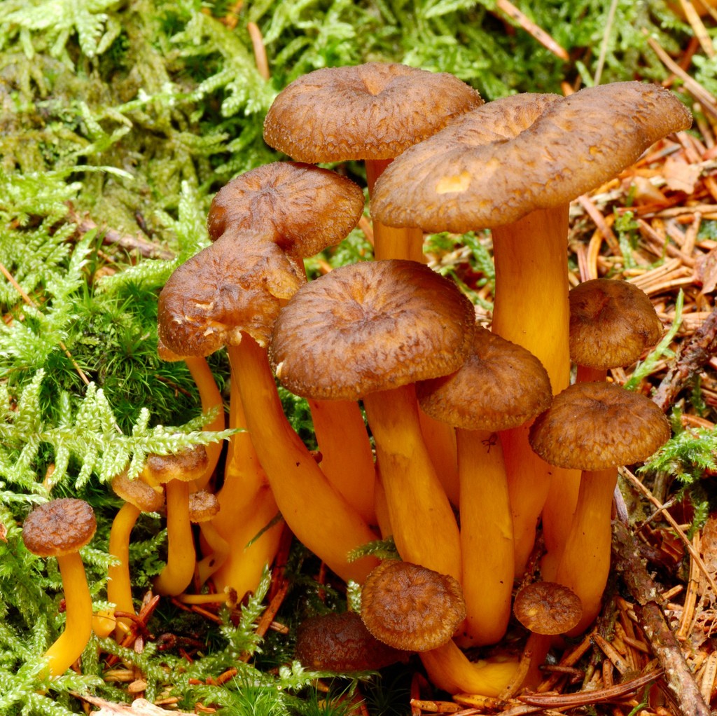 Finferlo (Craterellus lutescens) - PictureThis