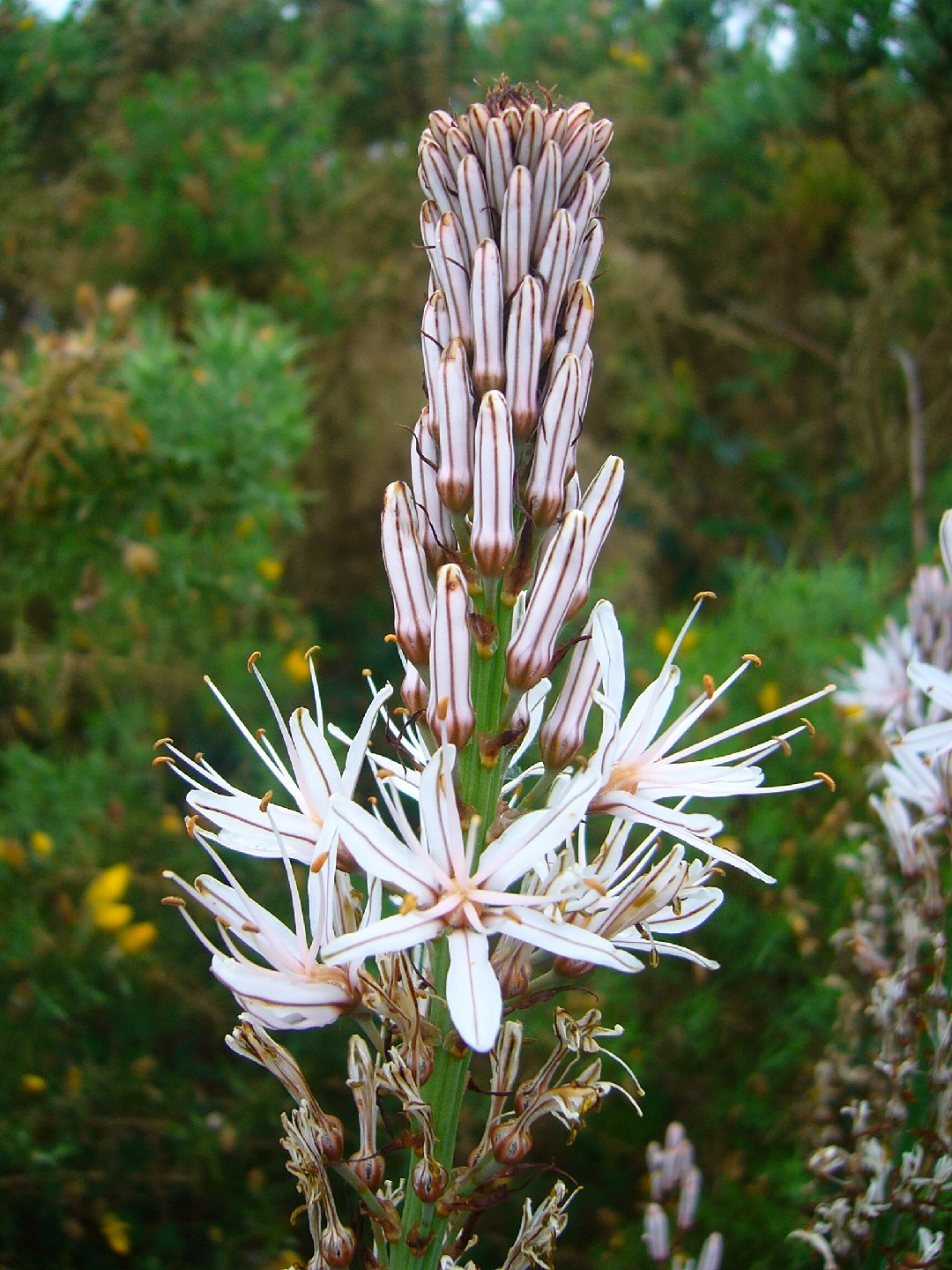 Witte affodil (Asphodelus albus) - PictureThis