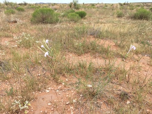 Flaxflower skyrocket (Ipomopsis longiflora) Flower, Leaf, Care, Uses ...