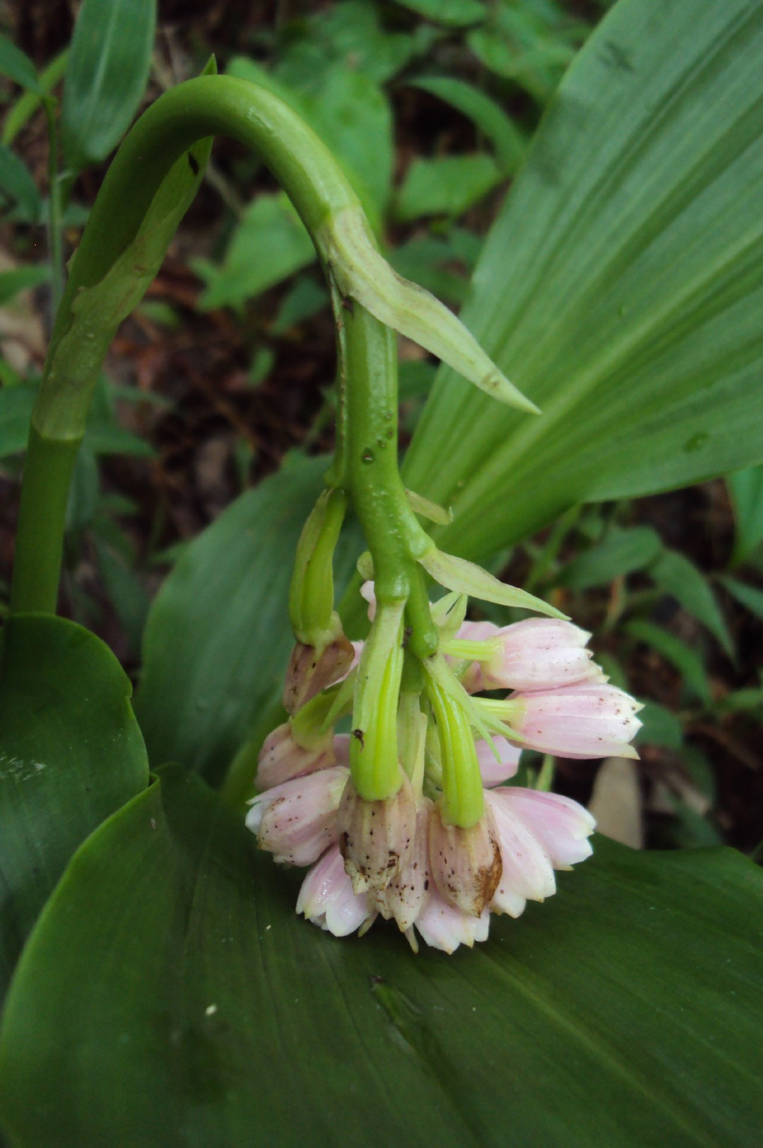 Geodorum densiflorum - PictureThis