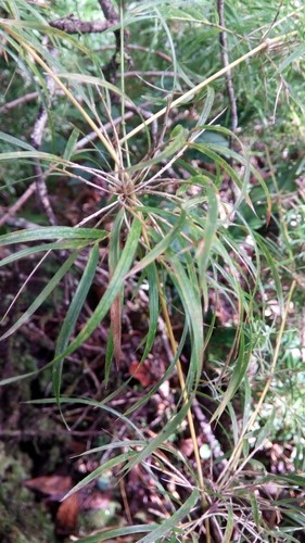 Nastus Flower, Leaf, Care, Uses - PictureThis