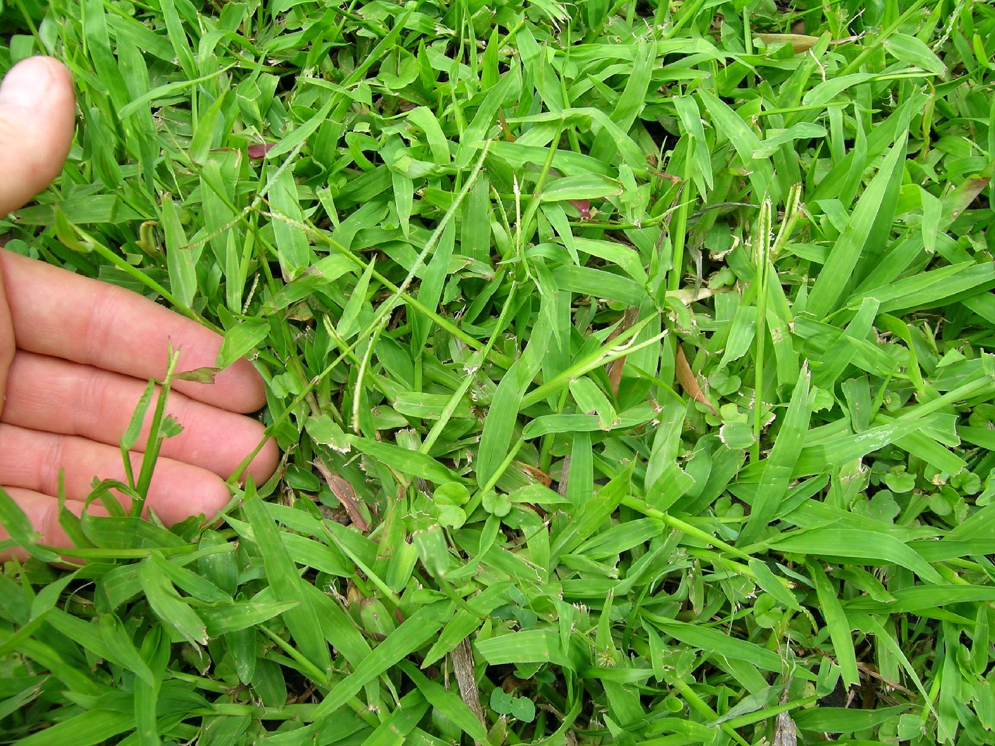 T-grass (Paspalum conjugatum) Flower, Leaf, Care, Uses - PictureThis