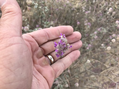 Orégano cimarrón (Dalea greggii) - PictureThis