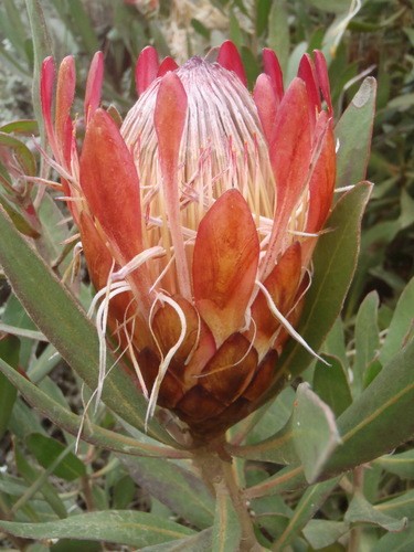 Protea susannae - PictureThis