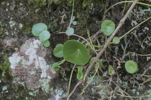 Radiator plants (Peperomia) Flower, Leaf, Care, Uses - PictureThis