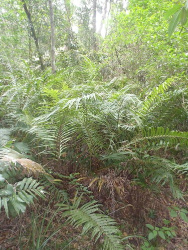 Parablechnum - PictureThis