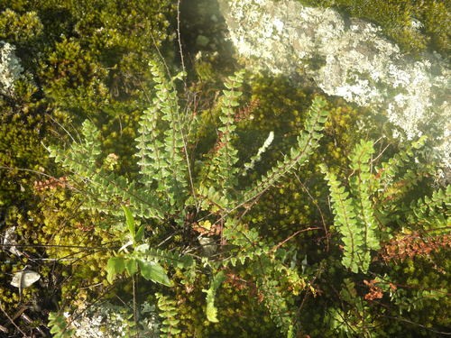 Golden cloak fern (Myriopteris aurea) Flower, Leaf, Care, Uses ...