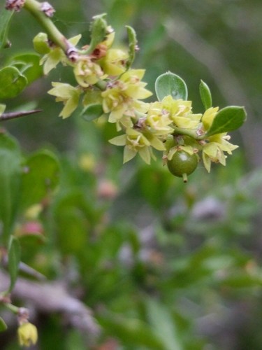 Bluewoods (Condalia) Flower, Leaf, Care, Uses - PictureThis