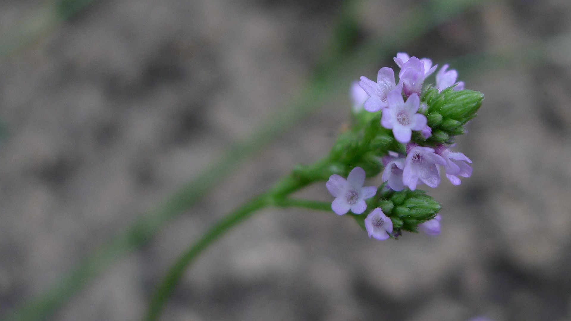 Verbena litoralis - PictureThis