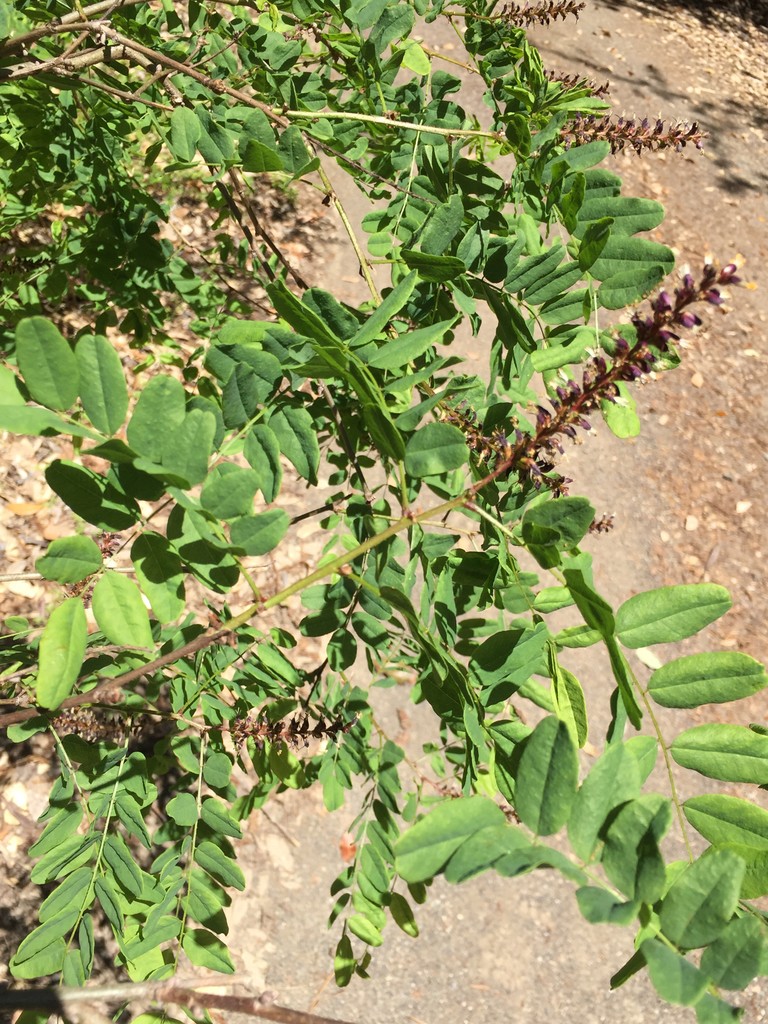 California false indigo (Amorpha californica) Flower, Leaf, Care, Uses ...