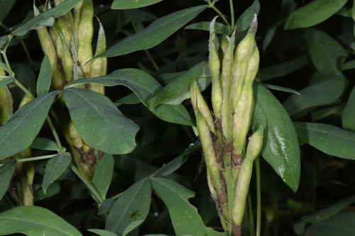 Prairie thermopsis (Thermopsis rhombifolia) Flower, Leaf, Care, Uses ...