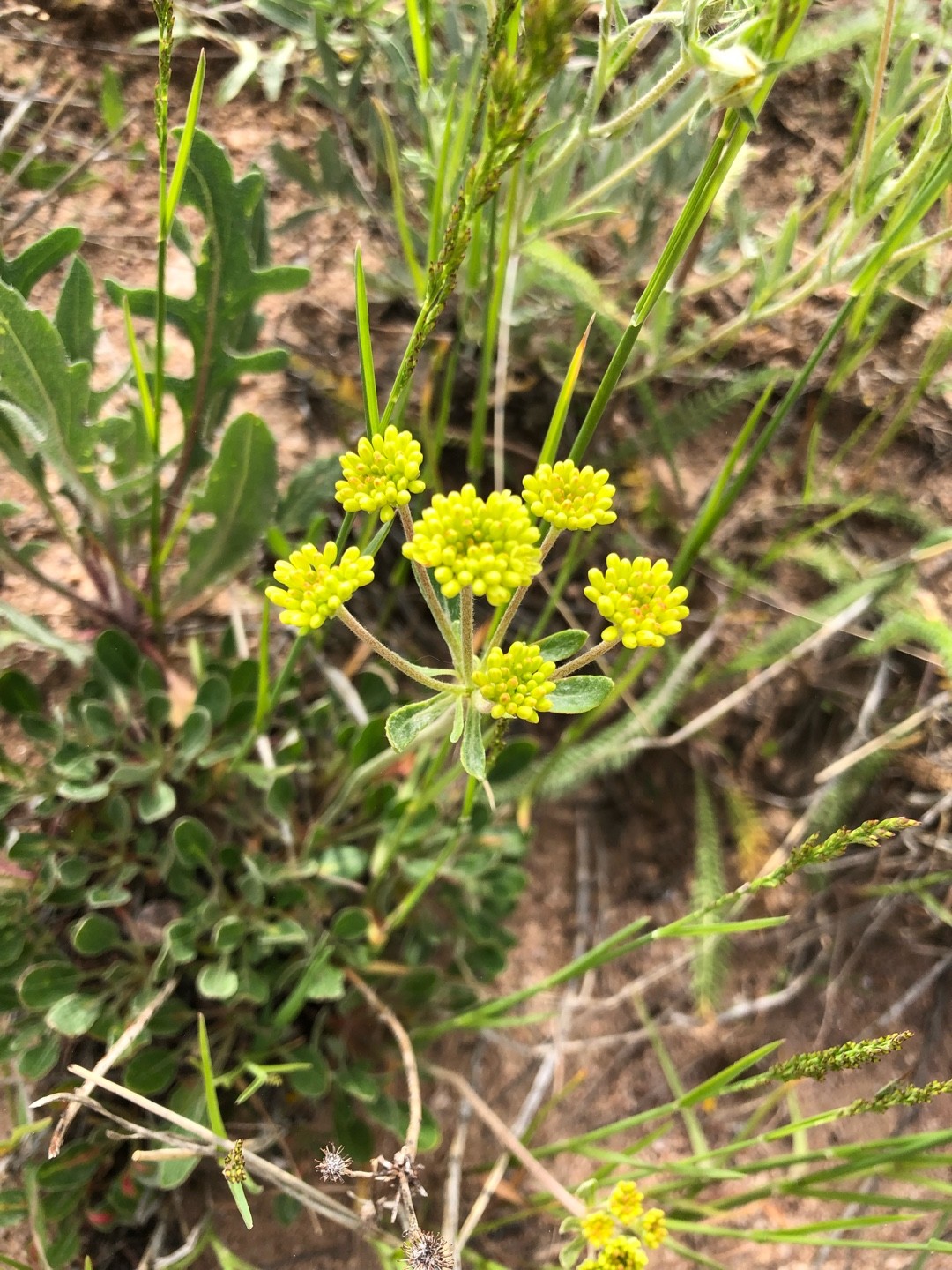 Alforfón de flor de azufre (Eriogonum umbellatum) - PictureThis
