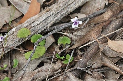 How to Plant and Grow Australian violet(Viola hederacea)