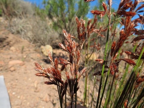 Jointed rushes (Restionaceae) Flower, Leaf, Care, Uses - PictureThis