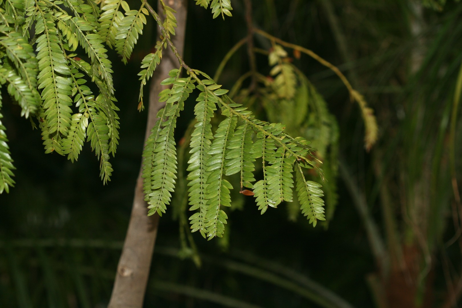 Pino romerón (Retrophyllum rospigliosii) - PictureThis