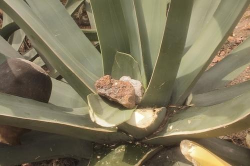 Giant agave (Agave mapisaga) Flower, Leaf, Care, Uses - PictureThis