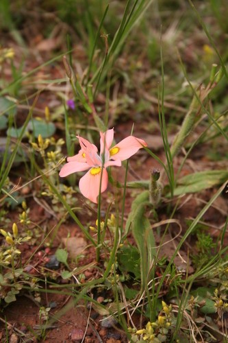 Moraea papilionacea - PictureThis