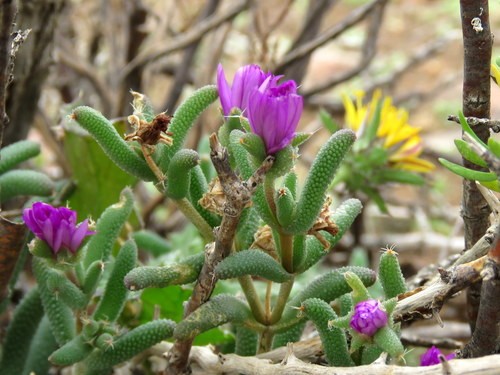 Fig-marigold (Aizoaceae) Flower, Leaf, Care, Uses - PictureThis