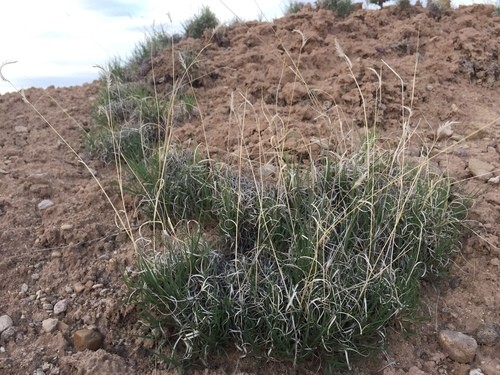 Navajita (Bouteloua gracilis) - PictureThis