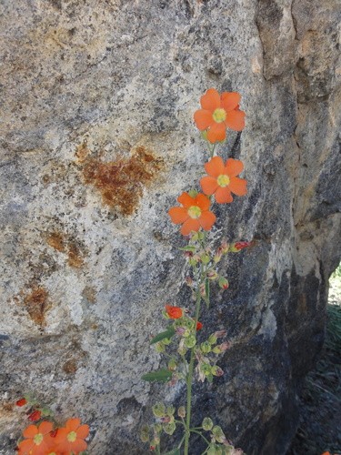 PictureThis - نبات العناية (تقليم,الأسمدة,التناسلي) Sphaeralcea fendleri