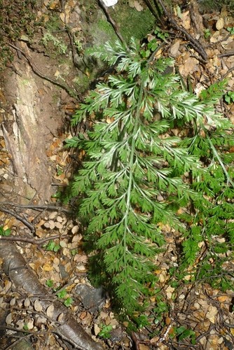 Asplenium richardii - PictureThis