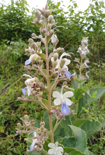 Rotheca Care (Watering, Fertilize, Pruning, Propagation) - PictureThis