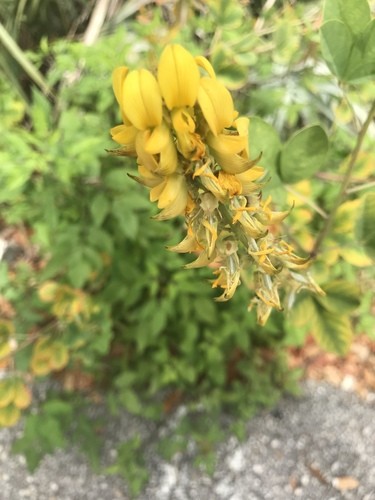 Smooth rattlebox (Crotalaria pallida) Flower, Leaf, Care, Uses ...