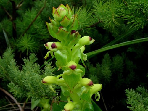 Satyrium odorum - PictureThis