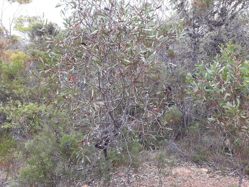 How to identify Sea-urchin tree (Hakea laurina)