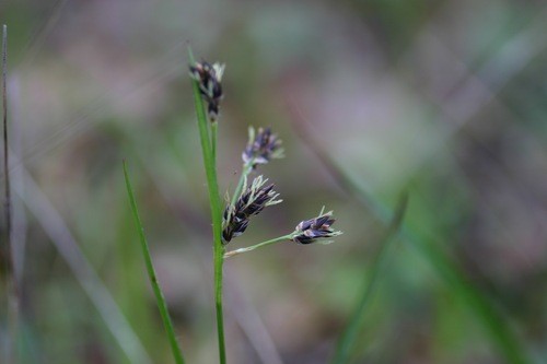 Luzula comosa - PictureThis